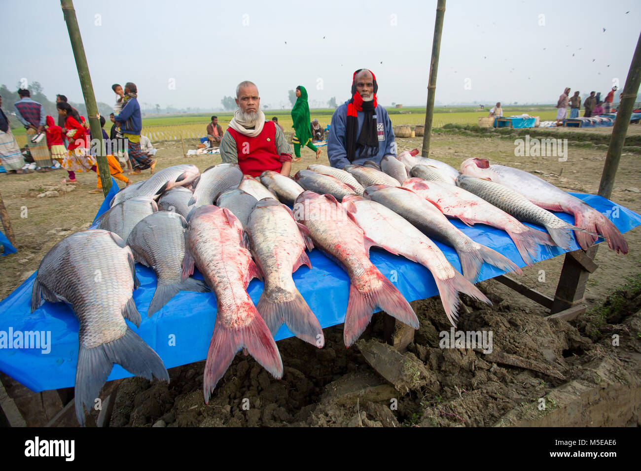 Sellers display verities of big size of river fishes at ‘Poradaha Mela ...