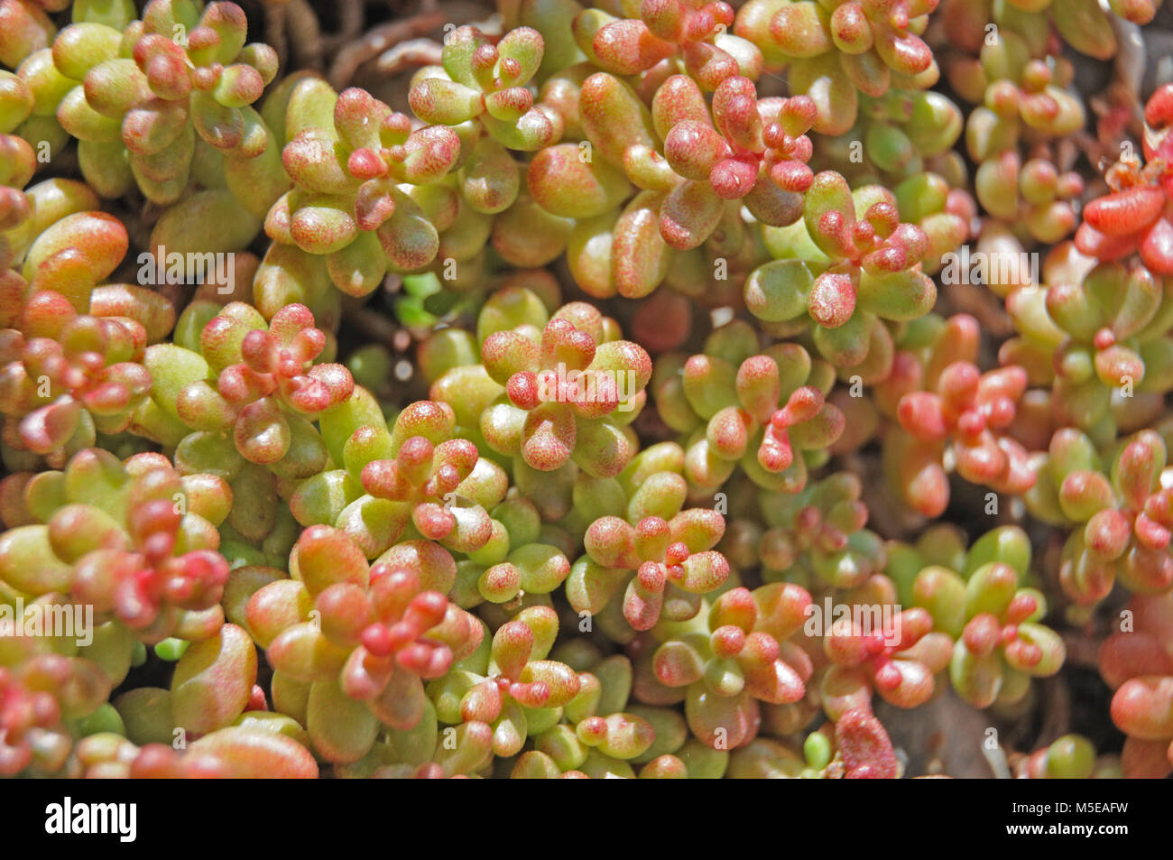 Stonecrops hi-res stock photography and images - Alamy