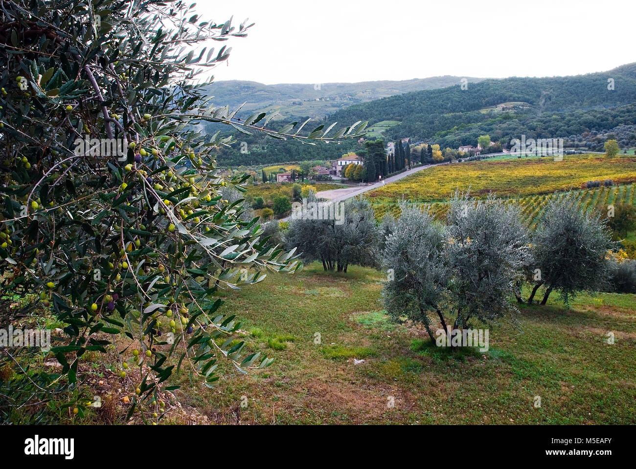 Chianti landscape with vineyards and olive trees in the foreground ...