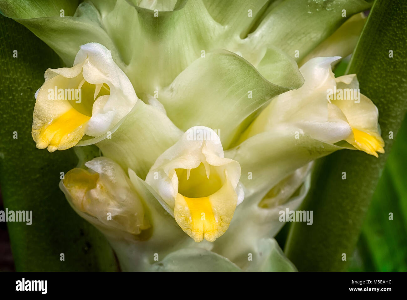 true flower of edible turmeric (Curcuma longa Stock Photo - Alamy