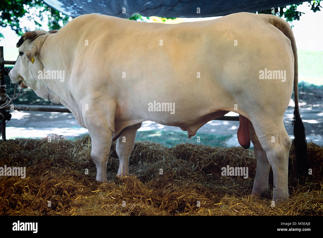 Chianina bull hi-res stock photography and images - Alamy