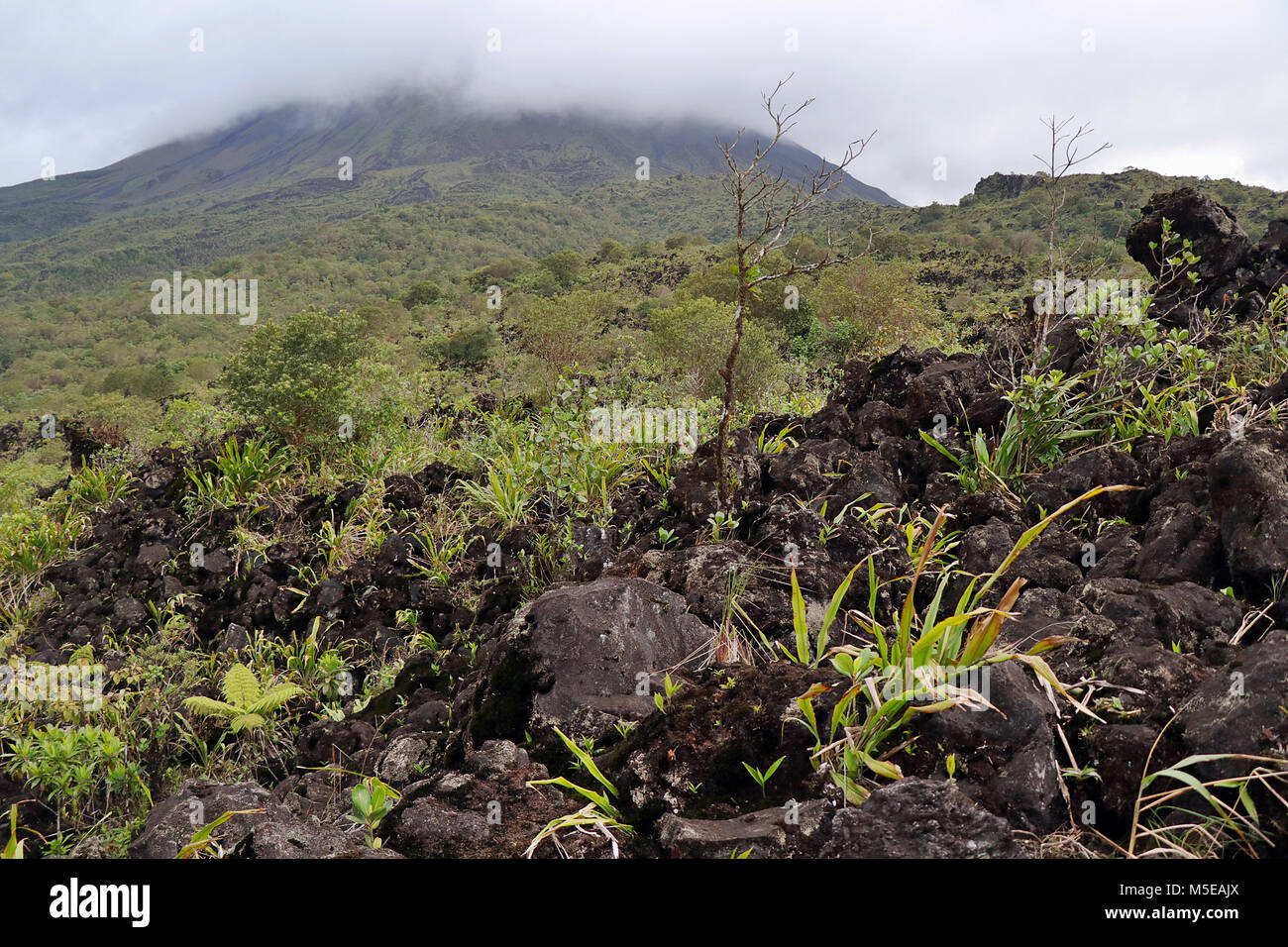 Arenal volcano lava flow landscape hi-res stock photography and images ...