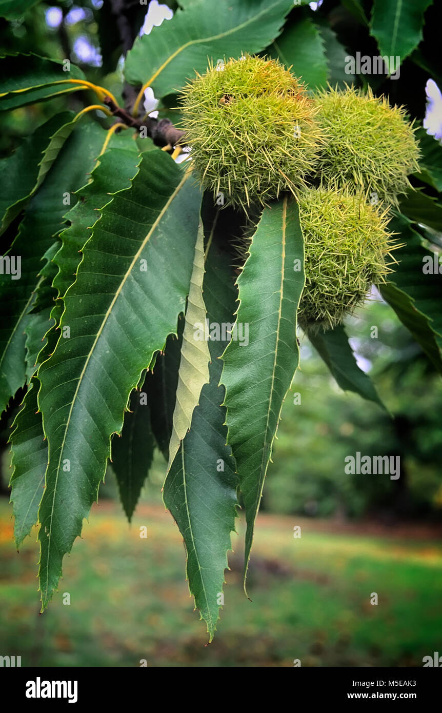 sweet chestnuts, fruit of chestnuts tree (Castanea sativa). European ...