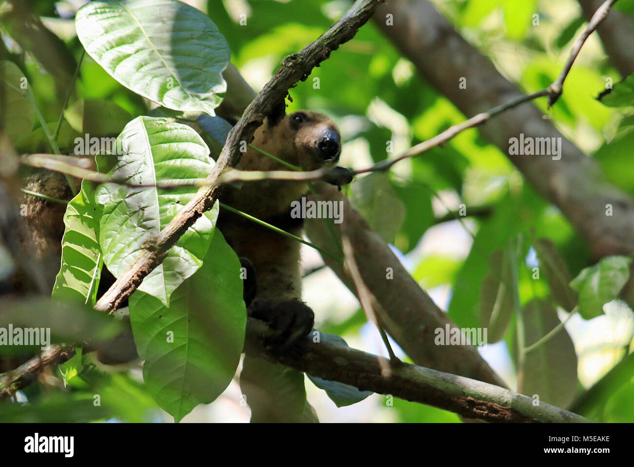 Wild Northern Tamandua looking down from a tree in the rainforest of ...