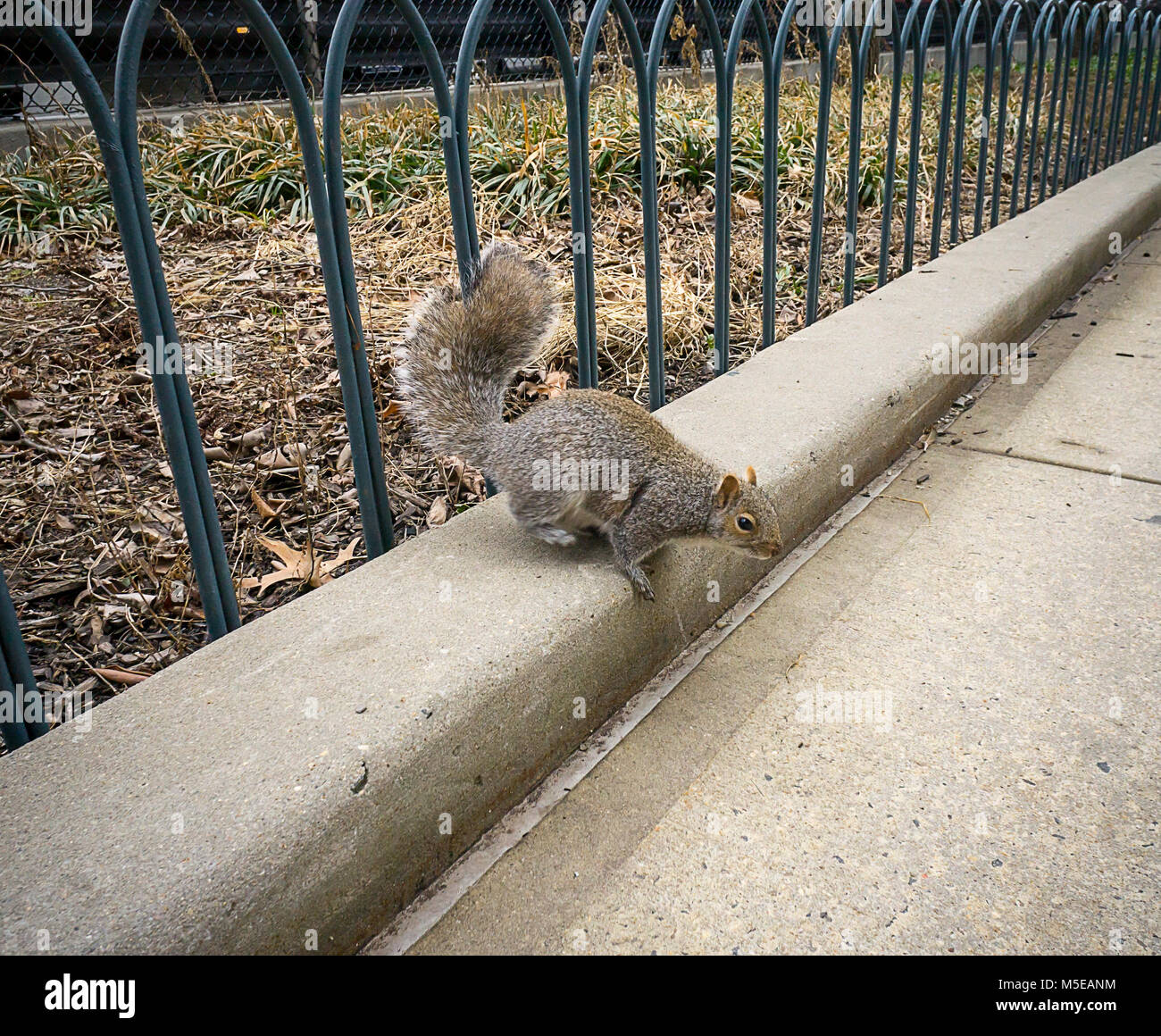 An Eastern Gray Squirrel on the street in New York on Thursday ...