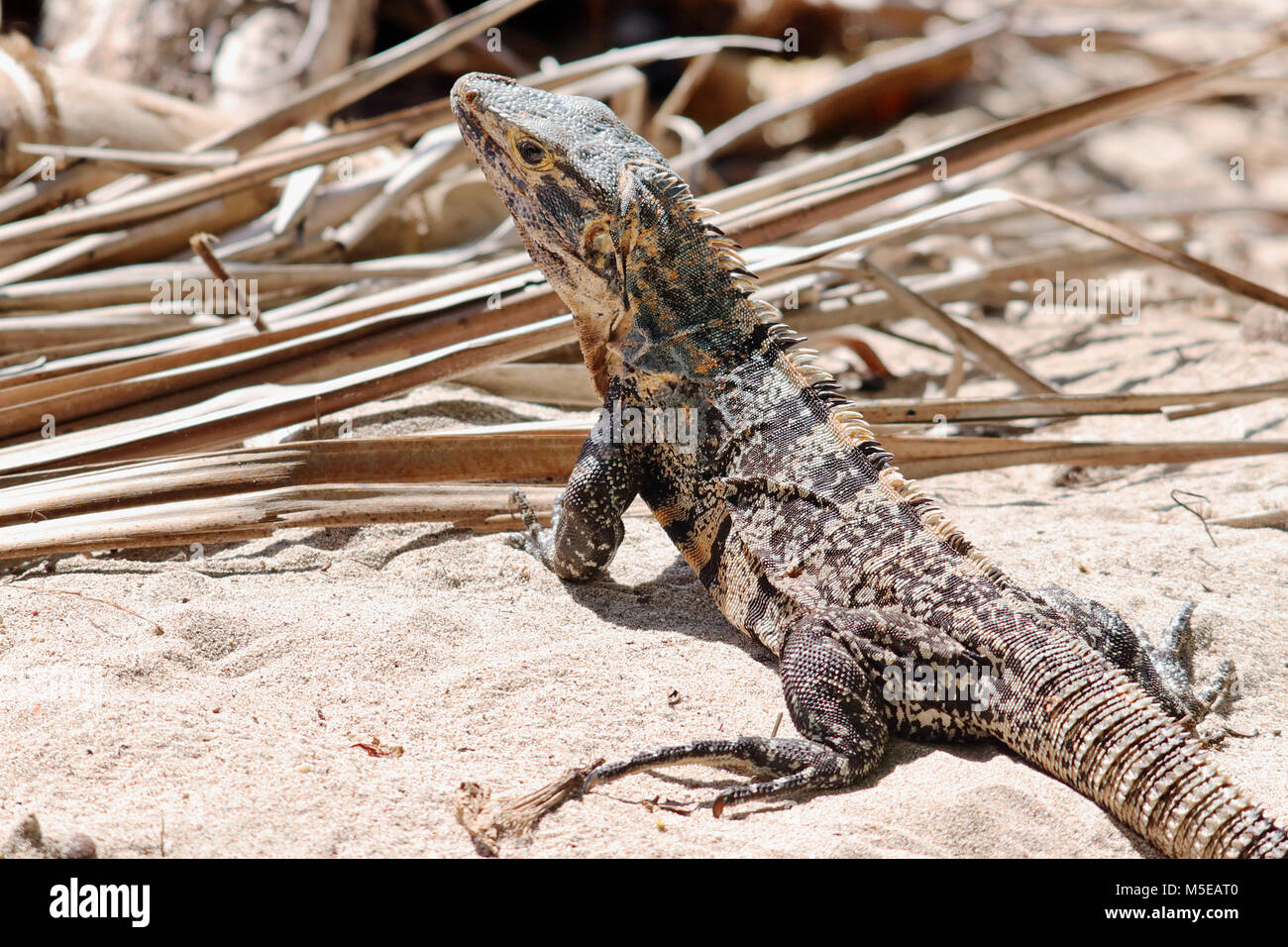 Spiny-tailed Iguana (Ctenosaur similis) basking in the sun on a beach ...
