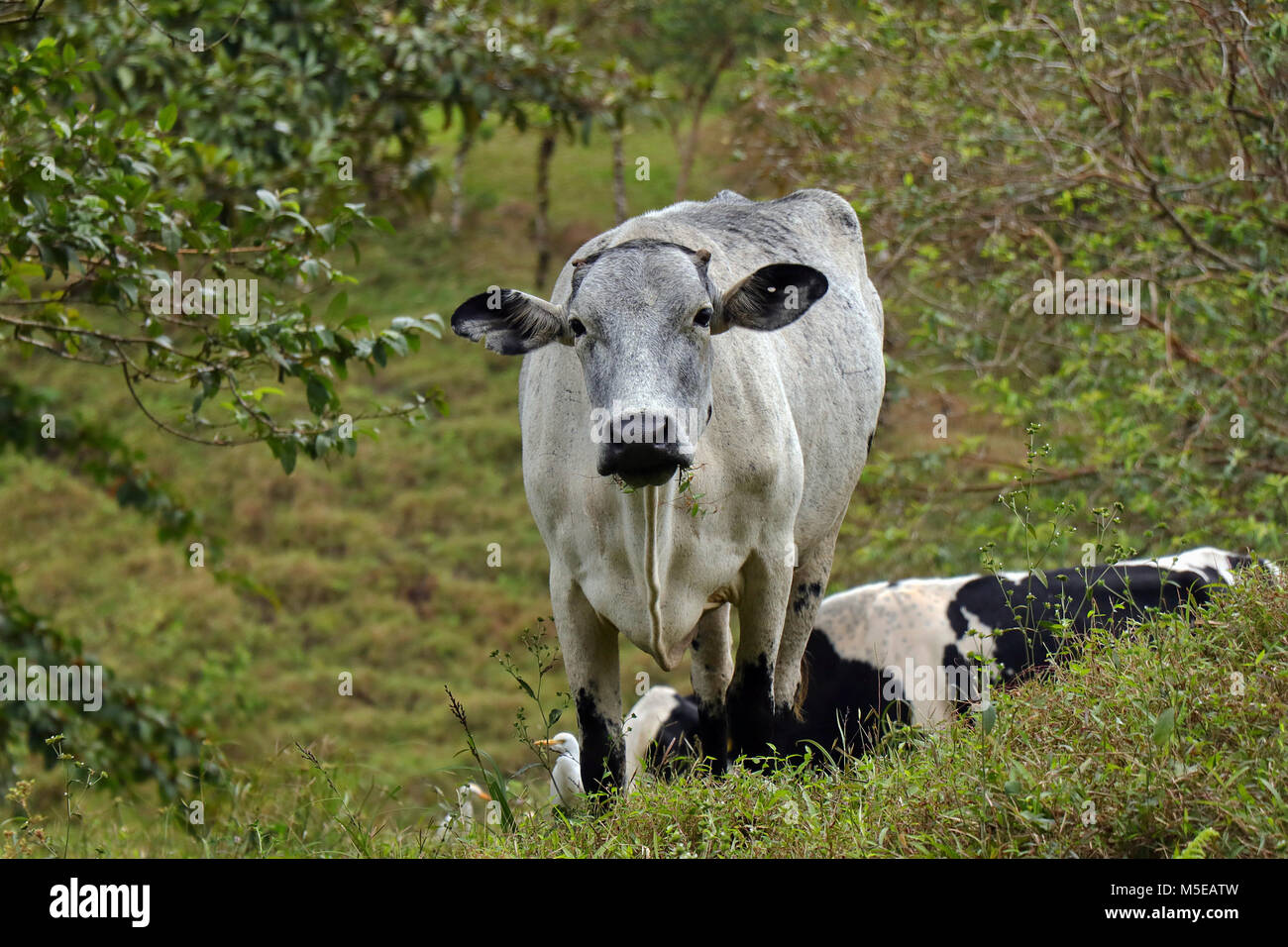 Costa rica cow hi-res stock photography and images - Alamy