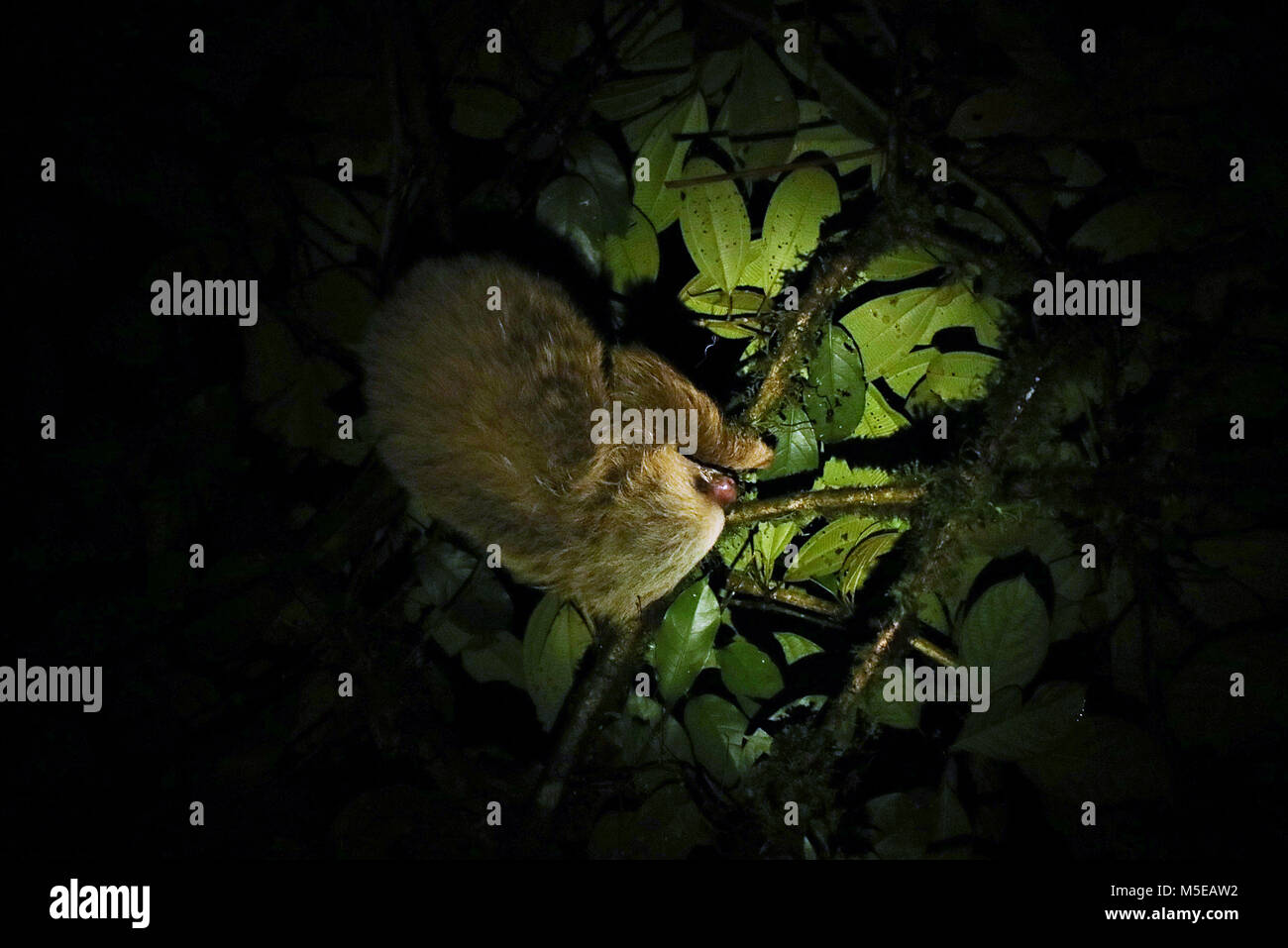 Wild Hoffmann's Two-toed Sloth in a tree at night time in the Manuel ...
