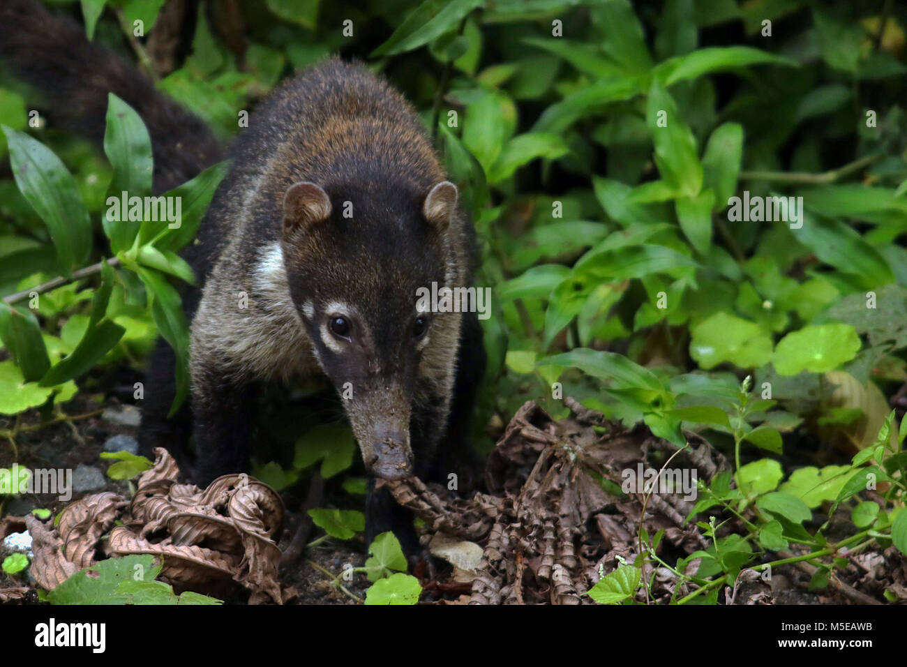 Wild white-nosed coati (Nasua narica) in the jungle near La Fortuna in ...