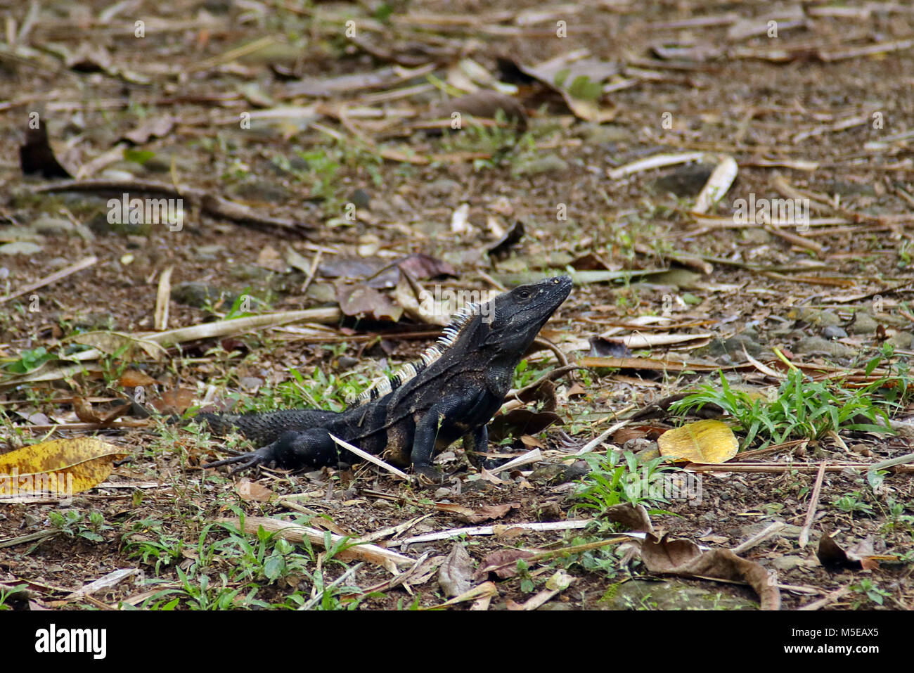 Spiny-tailed Iguana (Ctenosaur similis) basking in the sun on the ...
