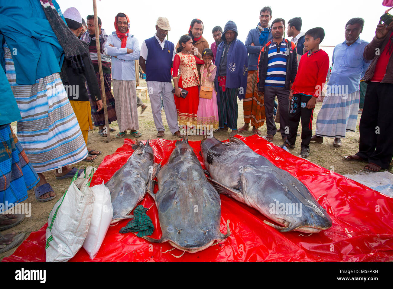 Sellers display a ‘Baghair’ fish weighing 100kg at ‘Poradaha Mela’ in ...