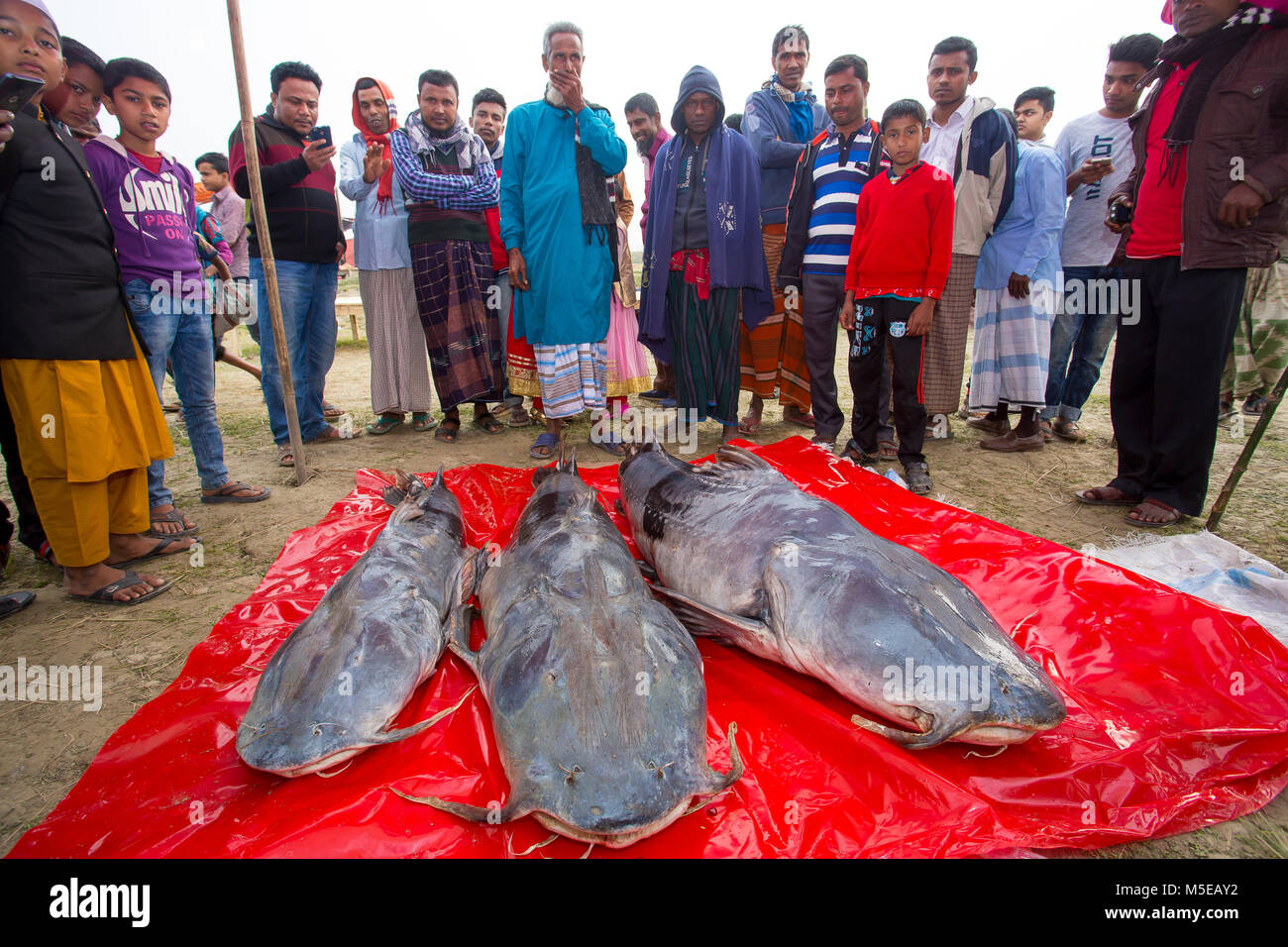 Sellers display a ‘Baghair’ fish weighing 100kg at ‘Poradaha Mela’ in ...