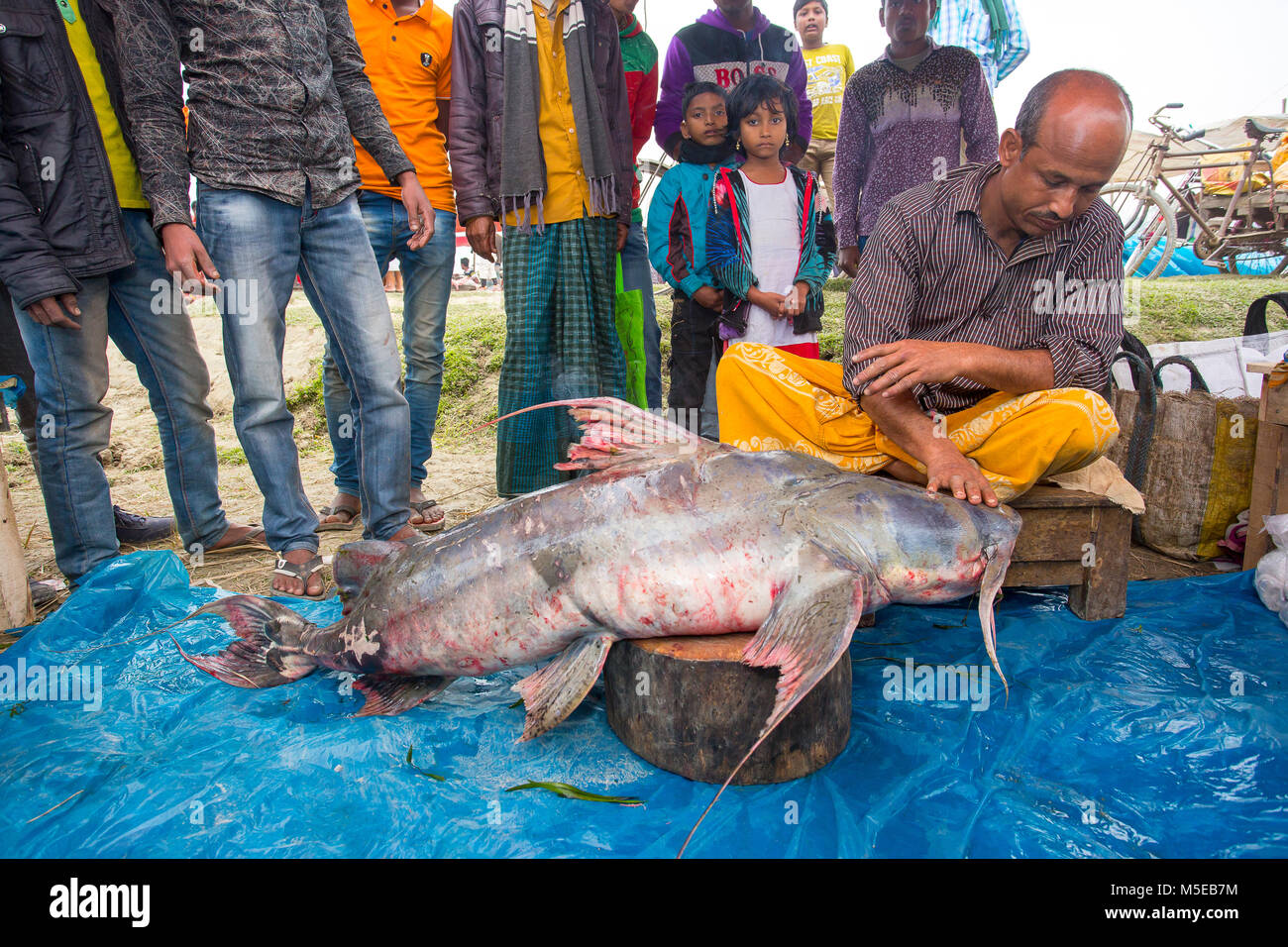 Visitors gathered to see 100- kg ' Baghar Fish' cutting and slicing ...