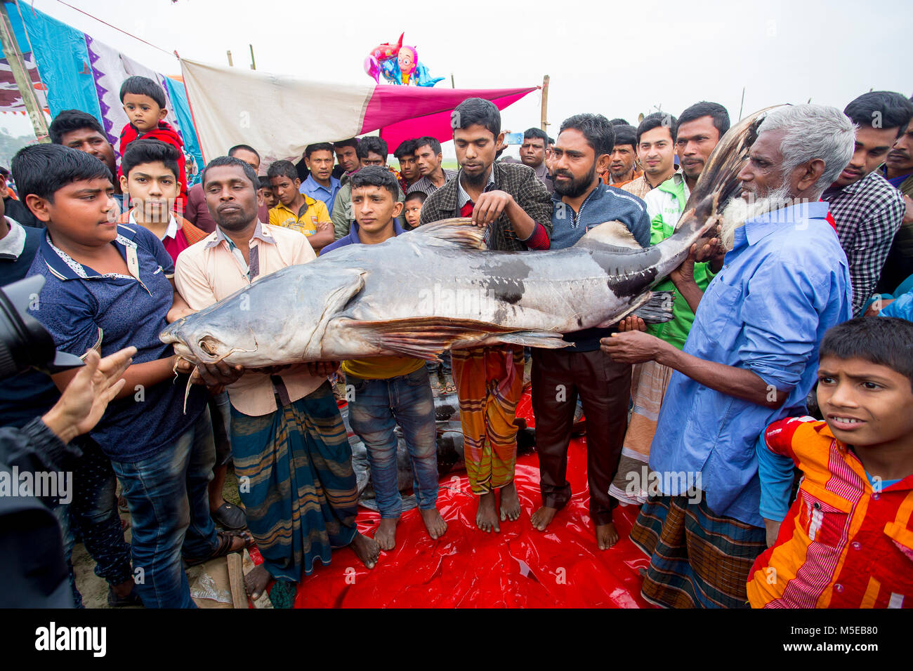 Sellers display a ‘Baghair’ fish weighing 100kg at ‘Poradaha Mela’ in ...