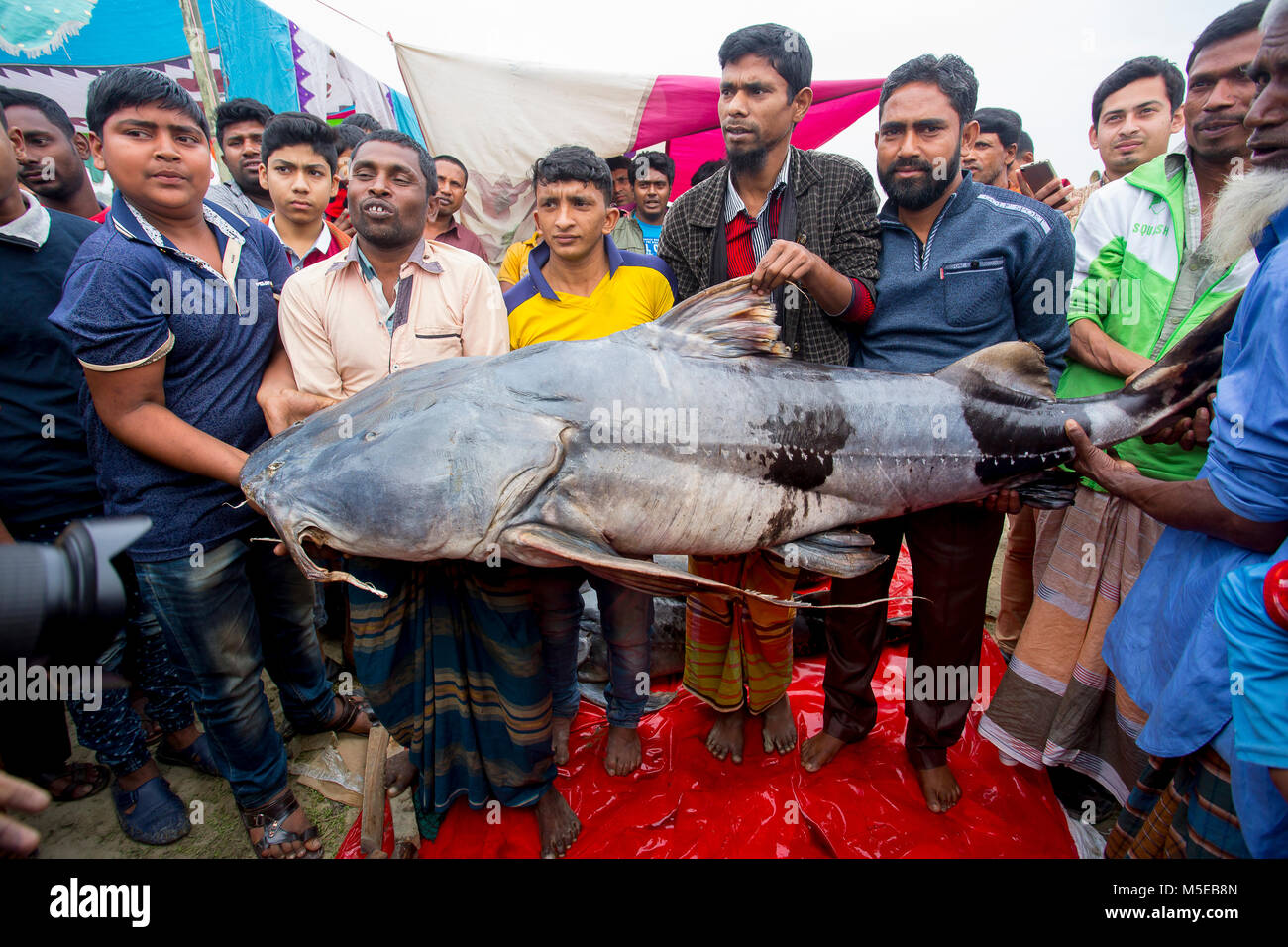 Sellers display a ‘Baghair’ fish weighing 100kg at ‘Poradaha Mela’ in ...