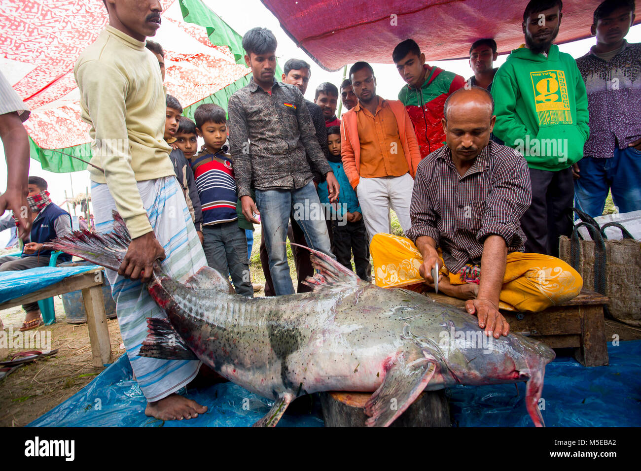 Visitors gathered to see 100- kg ' Baghar Fish' cutting and slicing ...