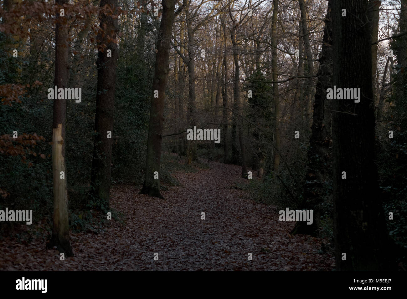 Oxleas wood hi-res stock photography and images - Alamy