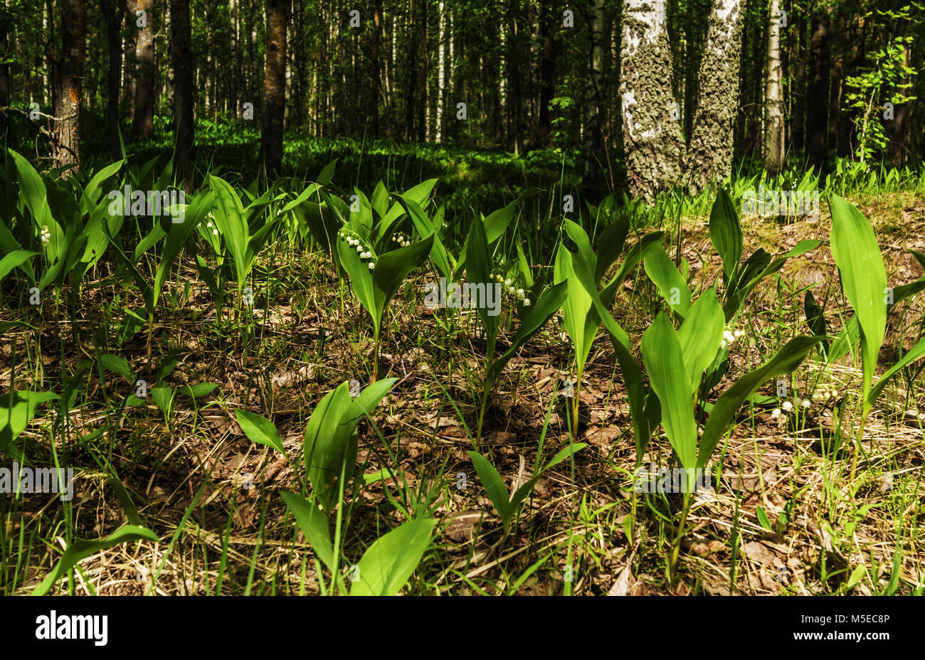 Spring forest landscape Stock Photo - Alamy
