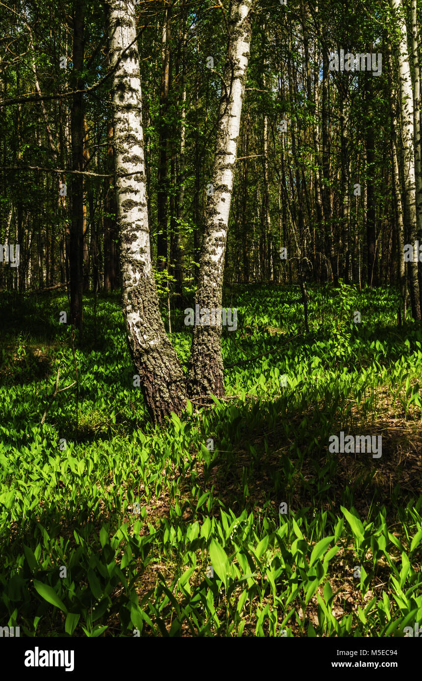 Spring forest landscape Stock Photo - Alamy