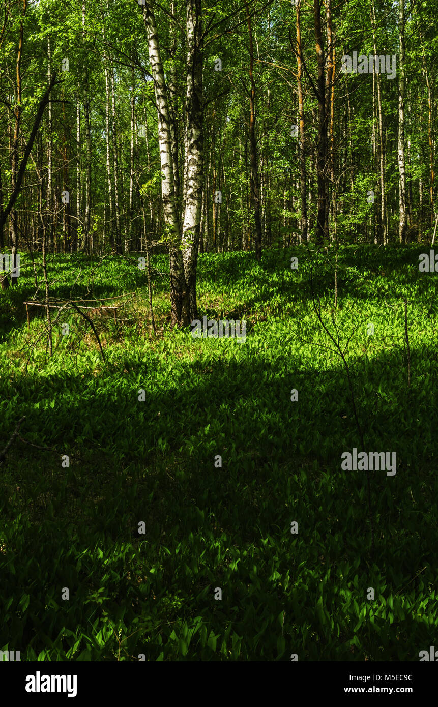 Spring forest landscape Stock Photo - Alamy