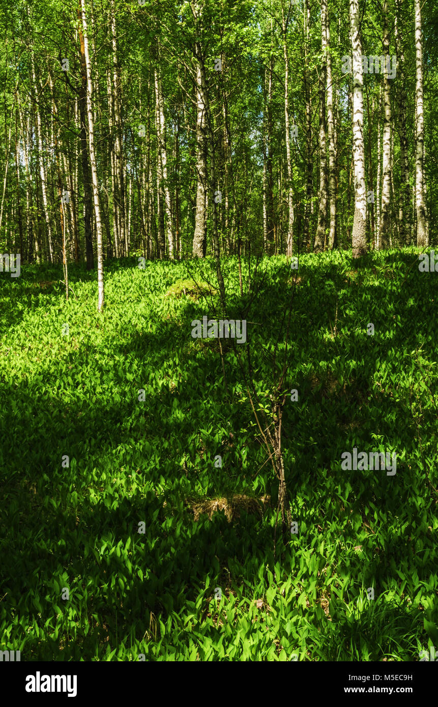 Spring forest landscape Stock Photo - Alamy