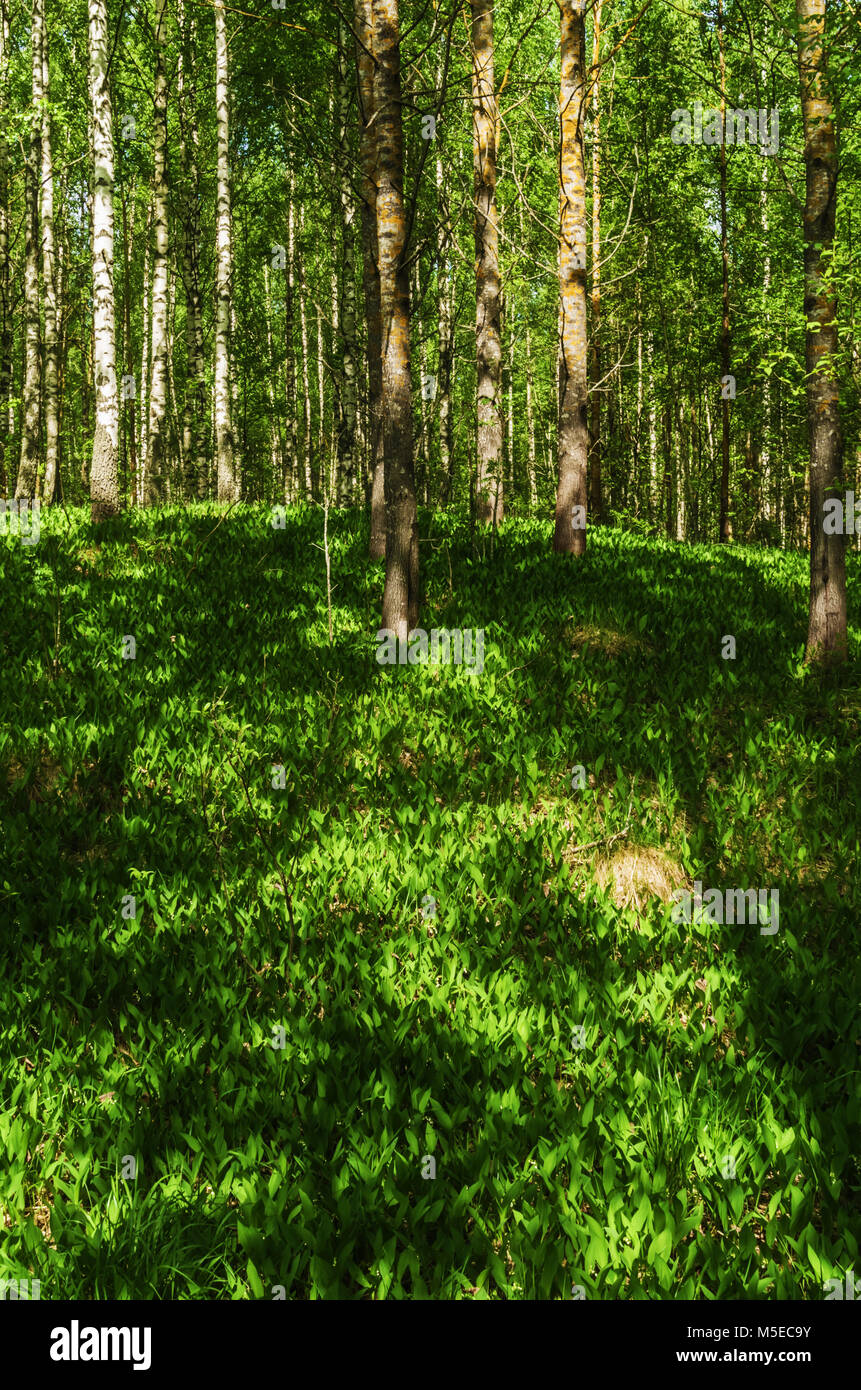 Spring forest landscape Stock Photo - Alamy