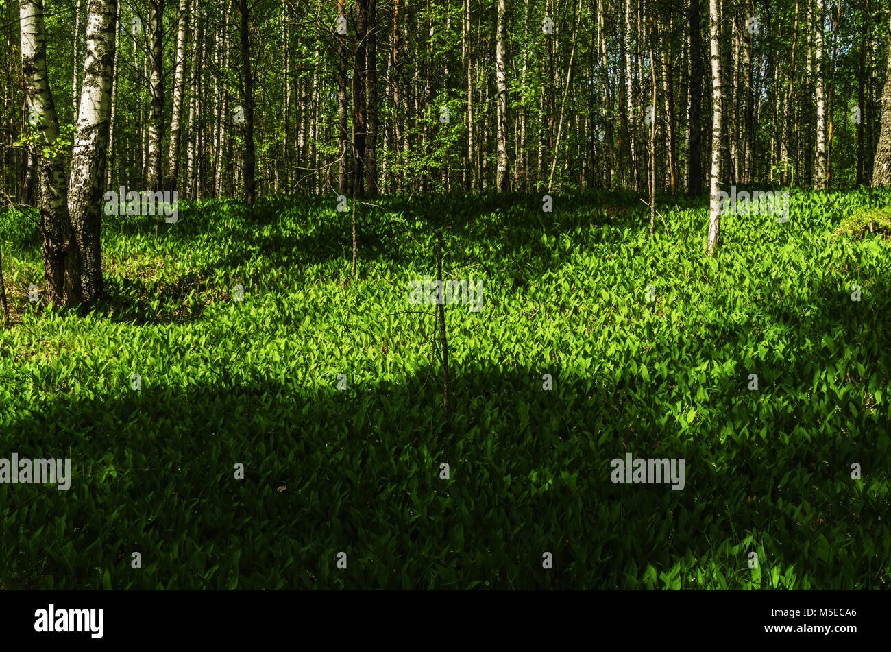 Spring forest landscape Stock Photo - Alamy
