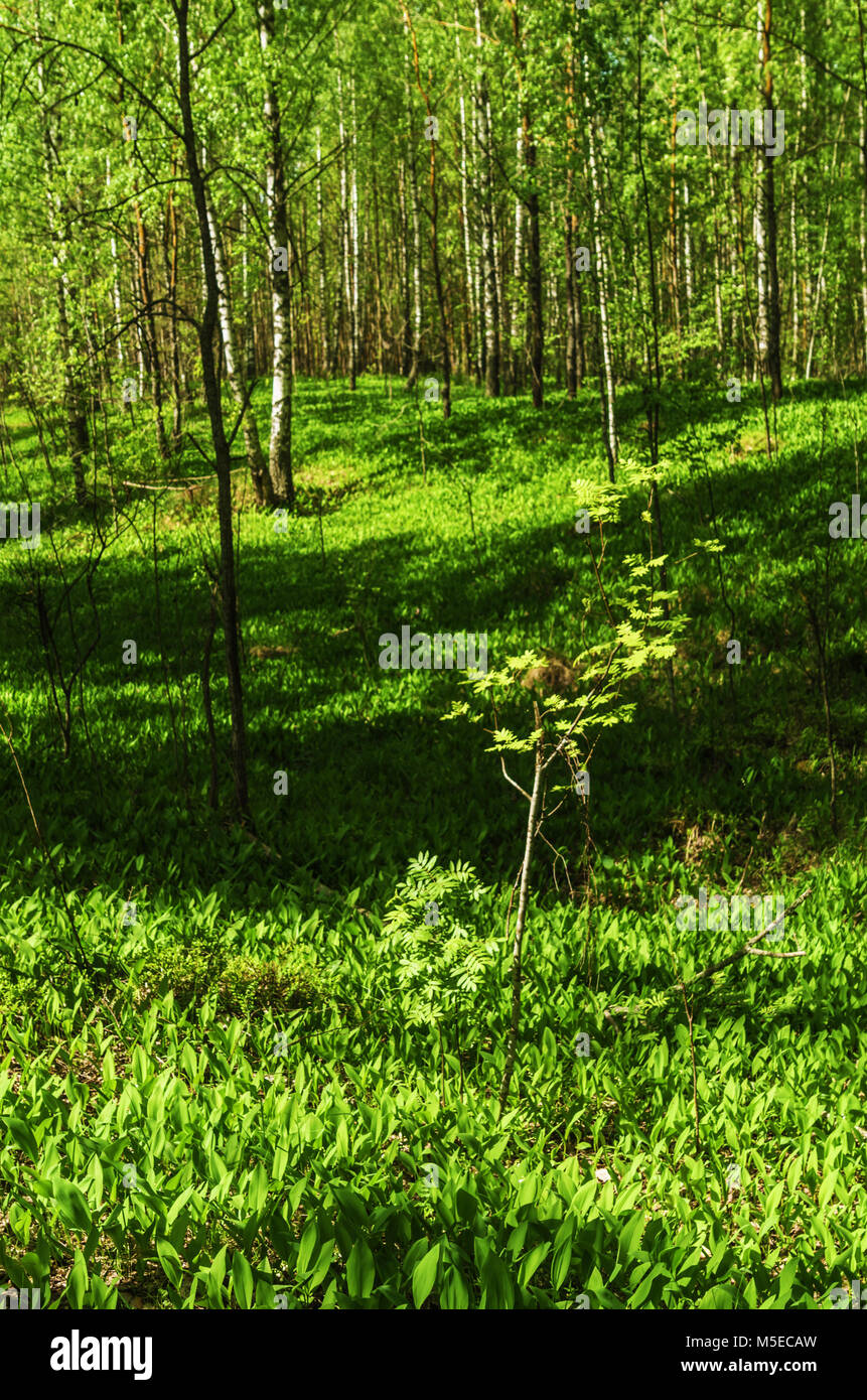 Spring forest landscape Stock Photo - Alamy