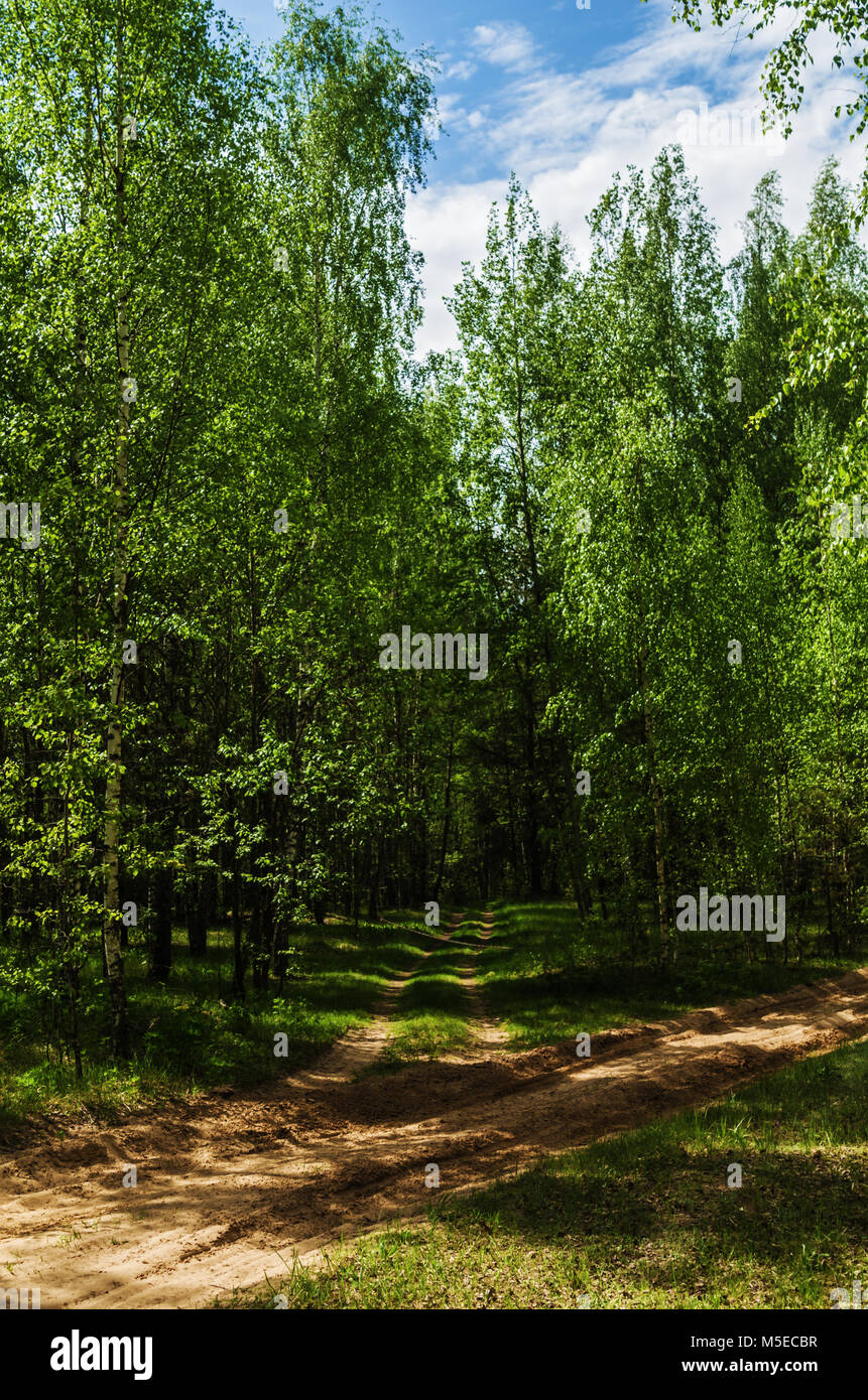 Spring forest. Rural road Stock Photo - Alamy