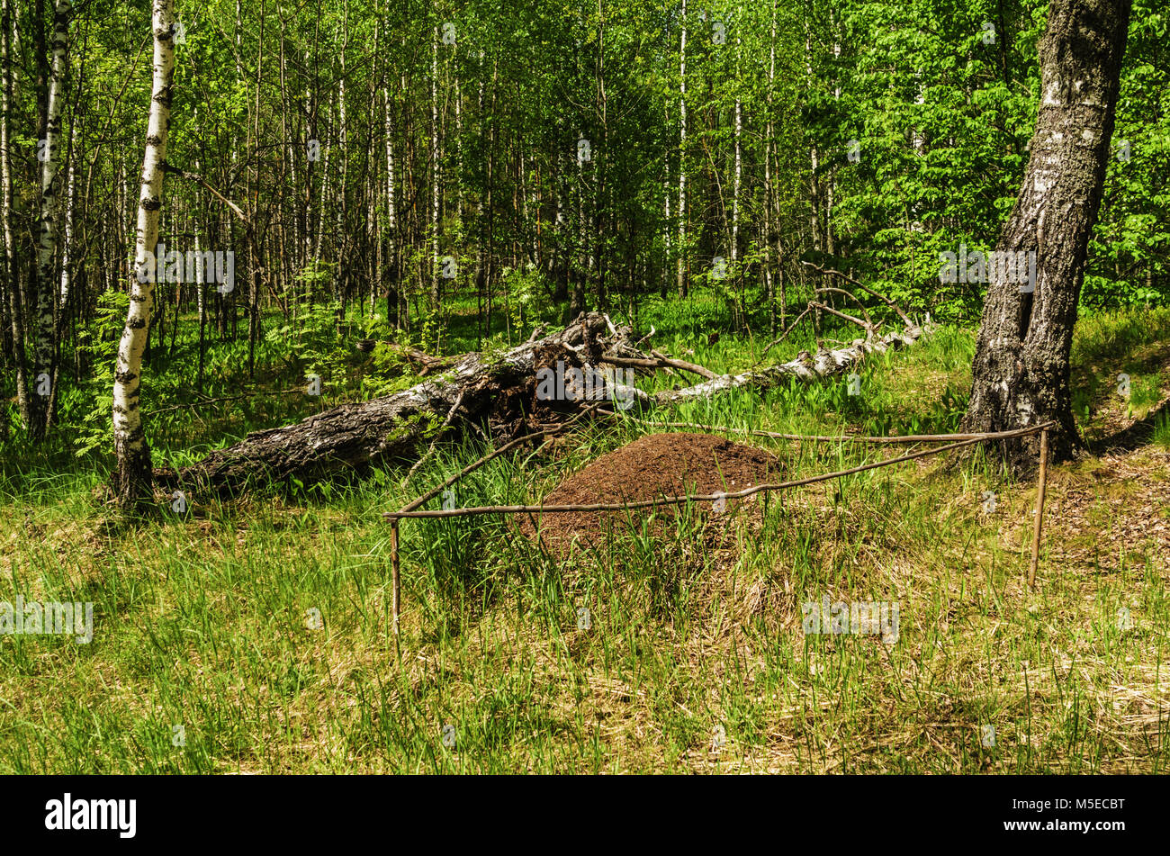 Spring forest landscape Stock Photo - Alamy
