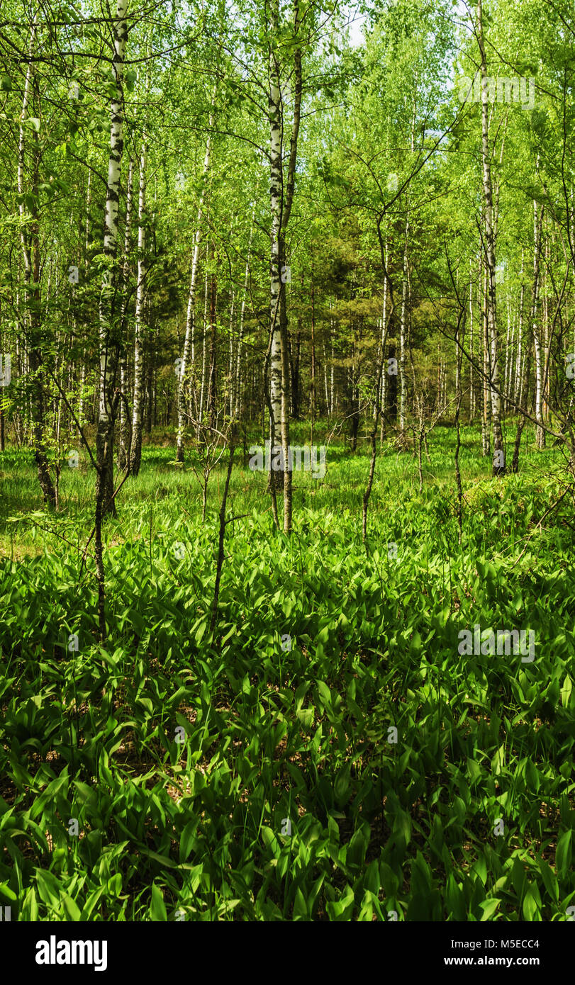 Spring forest landscape Stock Photo - Alamy