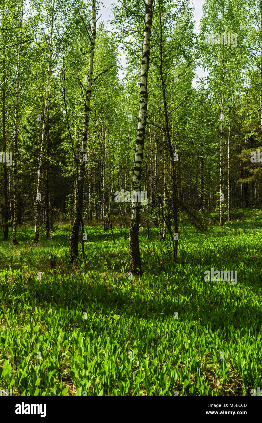 Spring forest landscape Stock Photo - Alamy