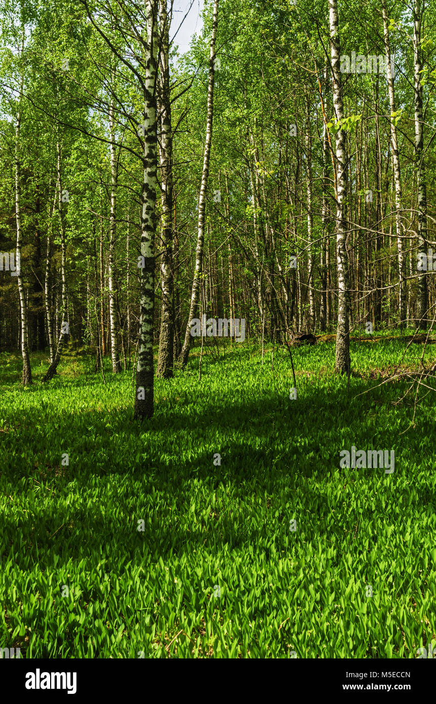 Spring forest landscape Stock Photo - Alamy