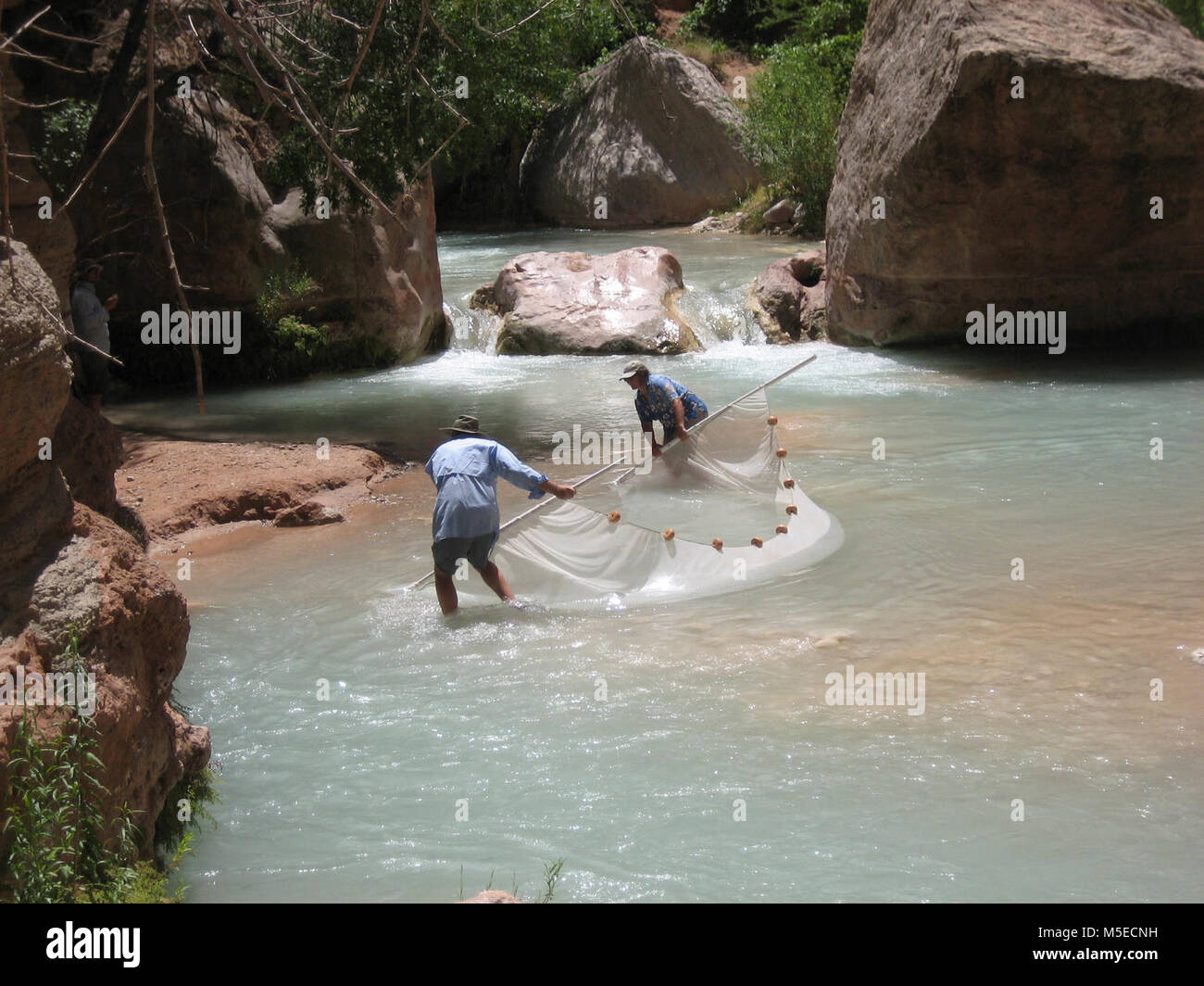 Grand CanyonHumpback Chub Translocation in Shinumo Creek 2010 Humpback ...
