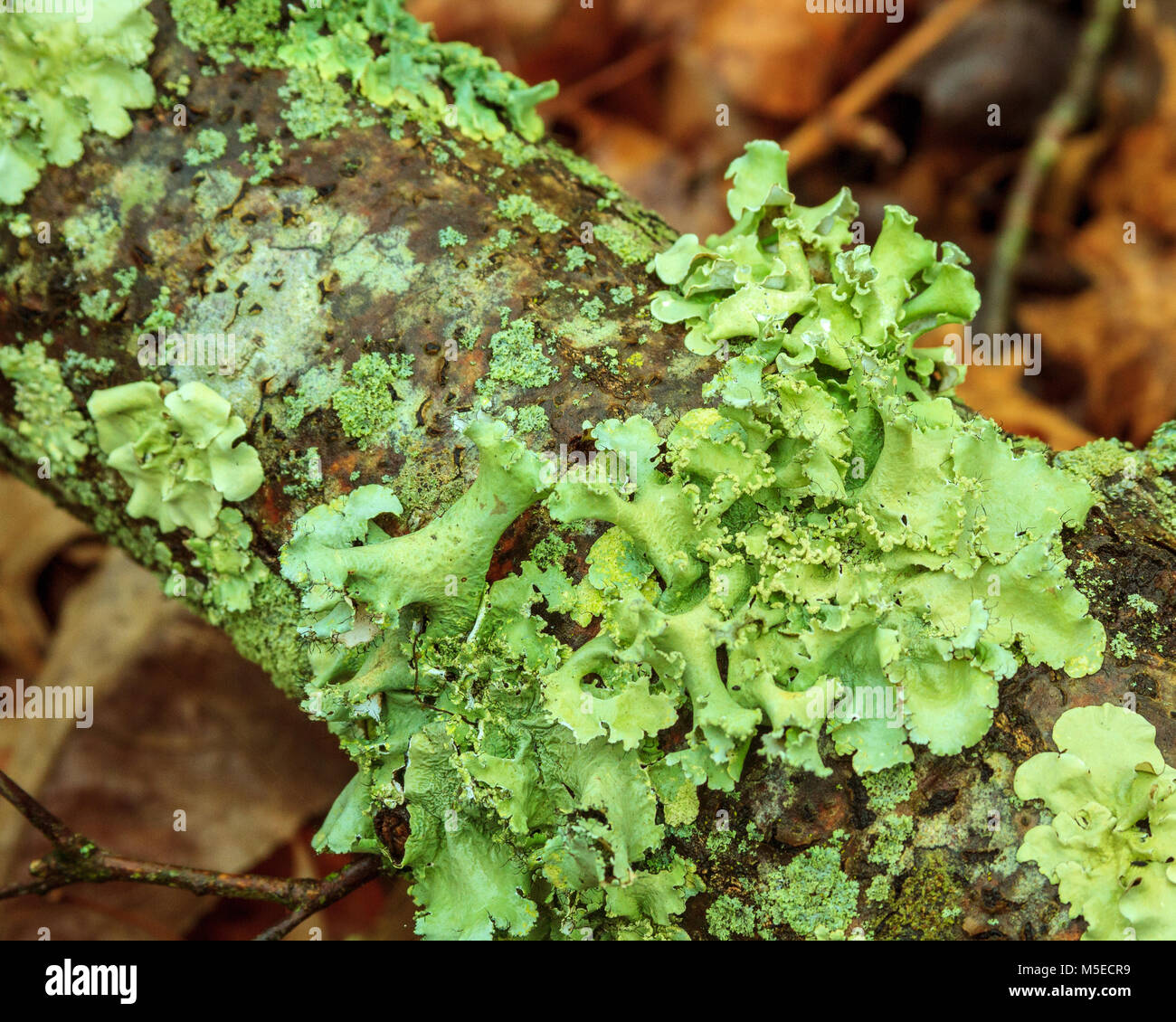 Indiana moss hi-res stock photography and images - Alamy