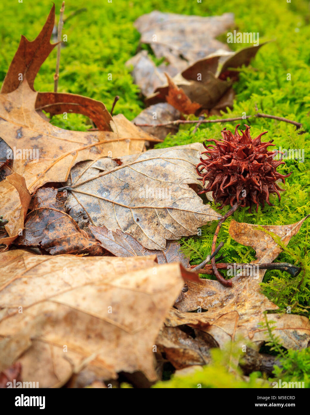 Indiana forest hi-res stock photography and images - Alamy
