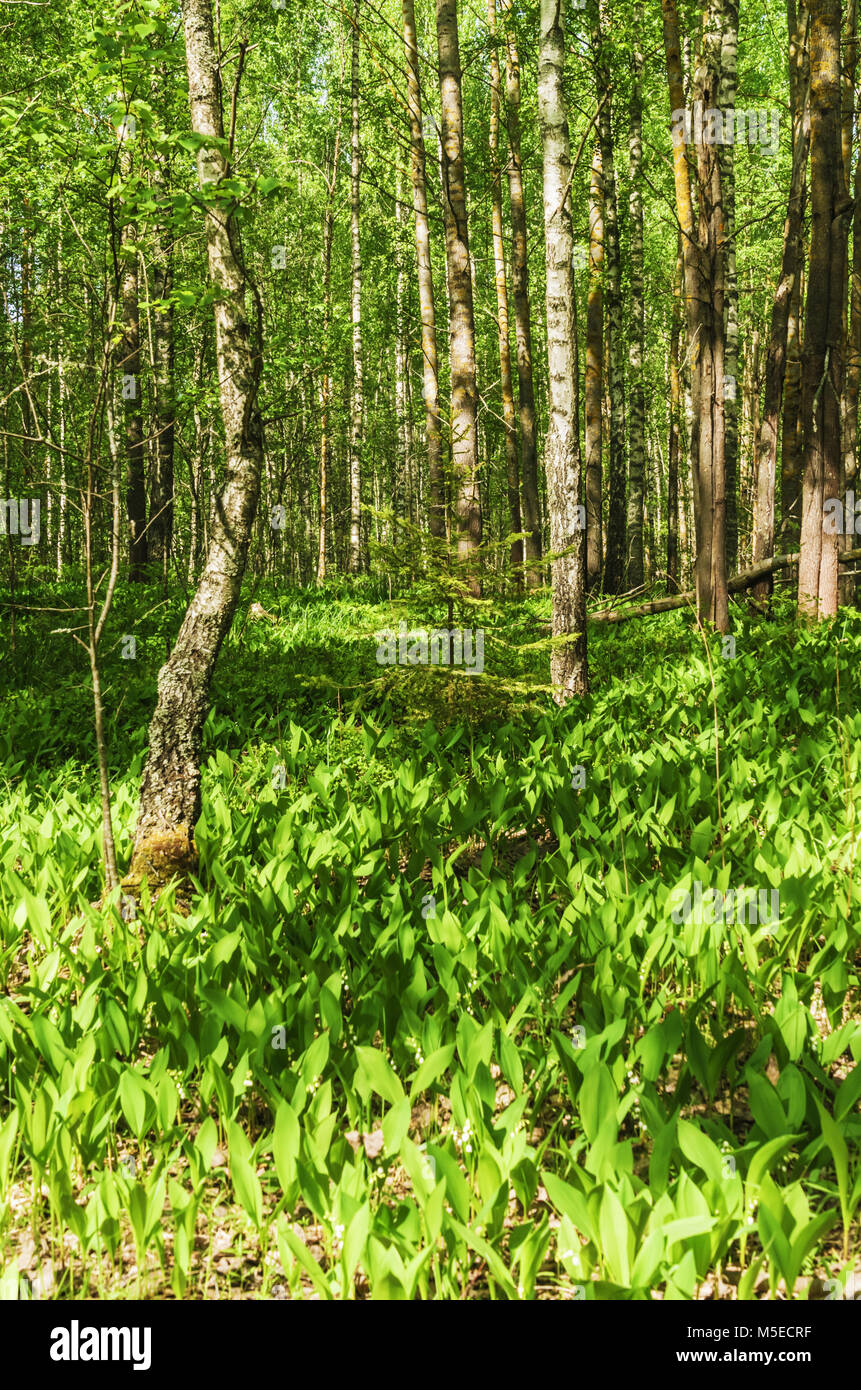 Spring forest landscape Stock Photo - Alamy