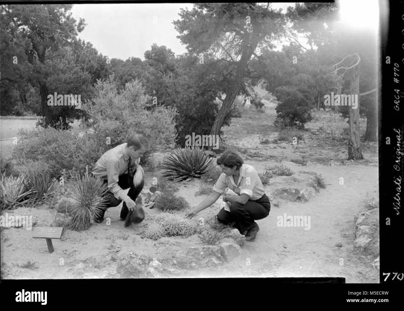 Grand Canyon- McKee and Elzada Examine Plants PARK NATURALIST EDWIN ...