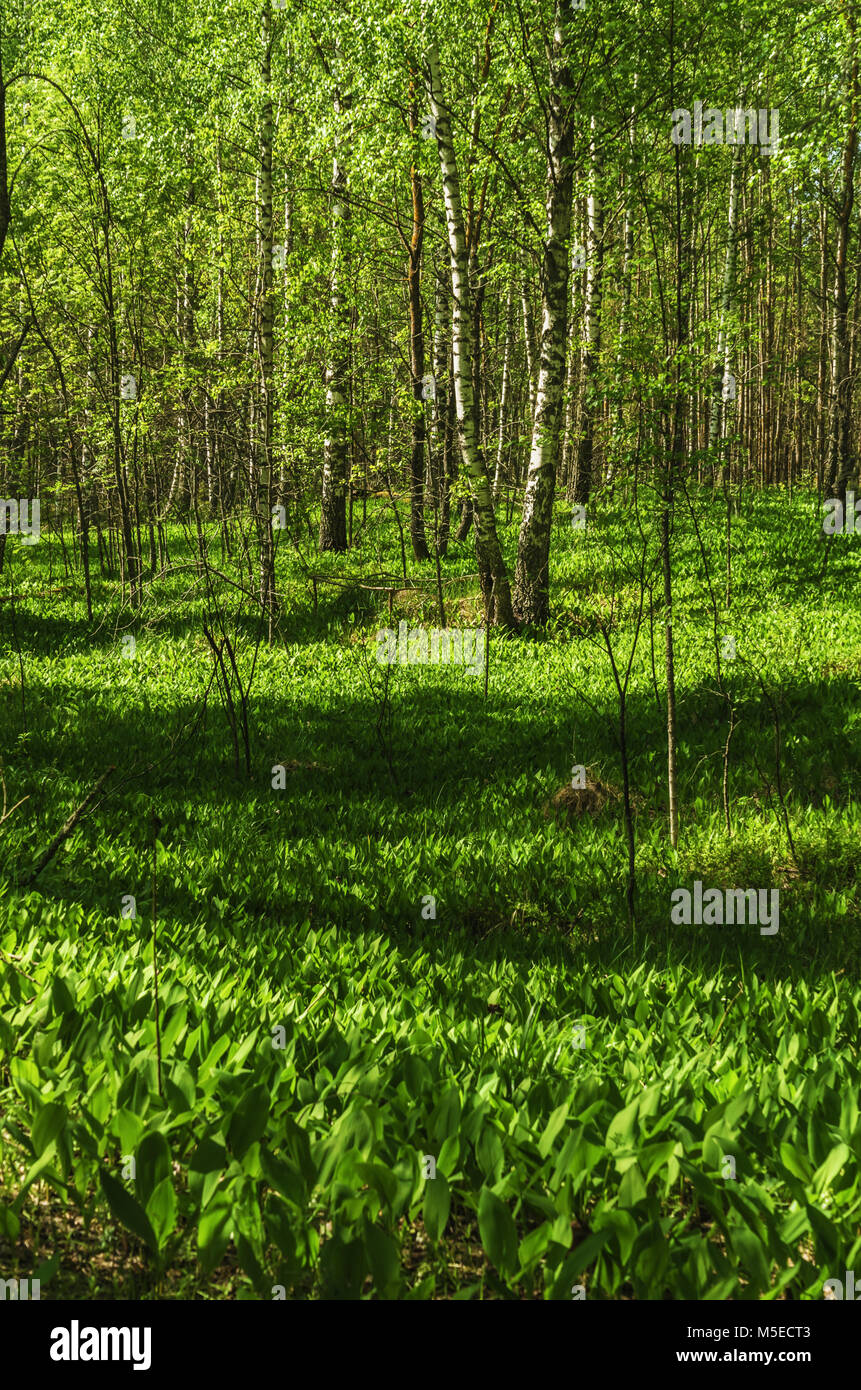 Spring forest landscape Stock Photo - Alamy