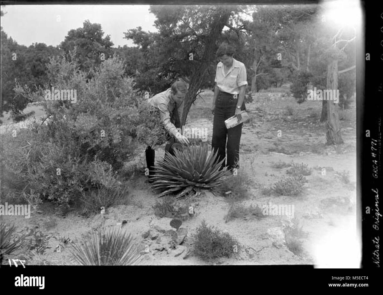 Grand Canyon- McKee and Elzada Examine Plants PARK NATURALIST EDWIN ...
