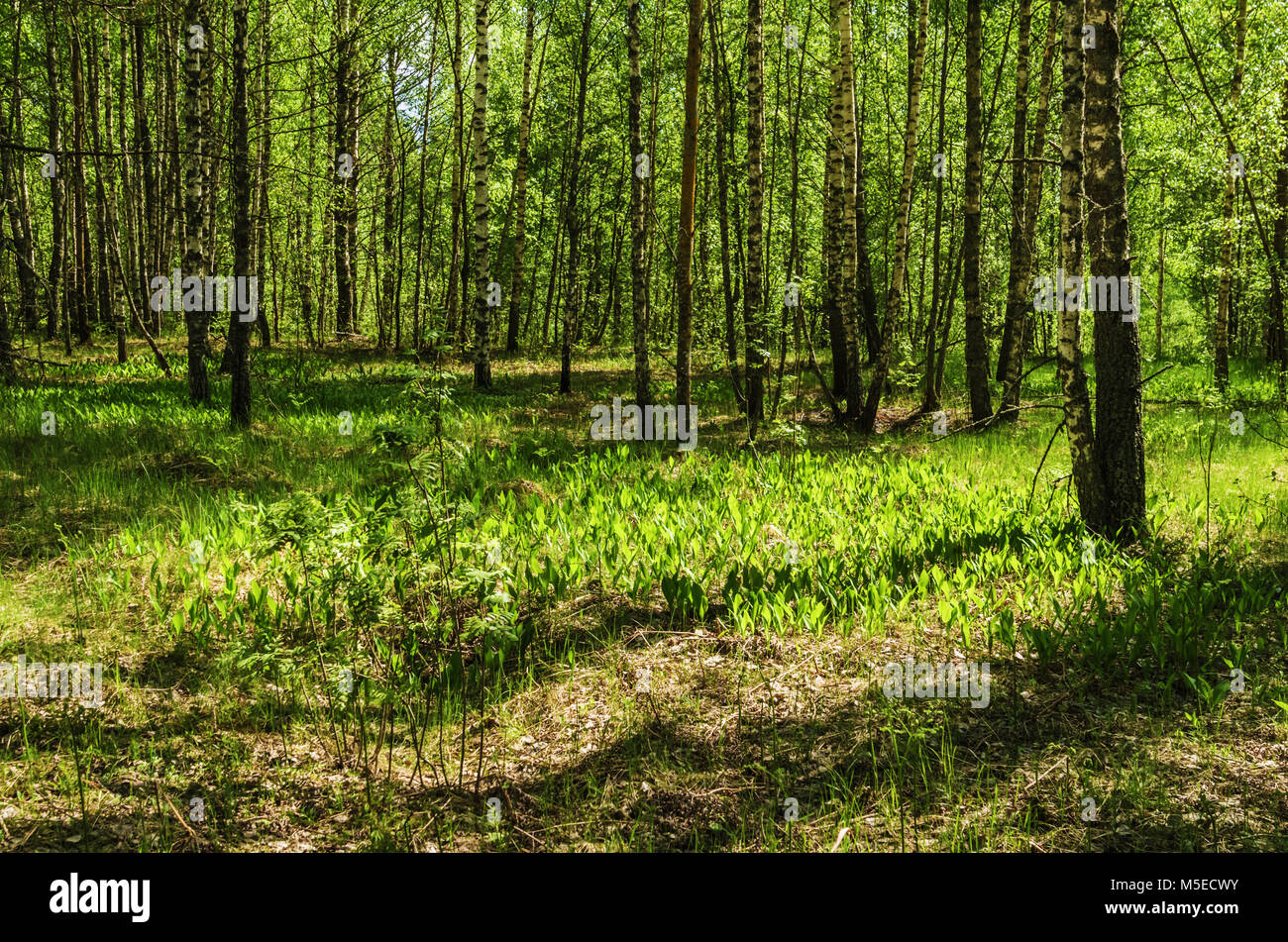 Spring forest landscape Stock Photo - Alamy