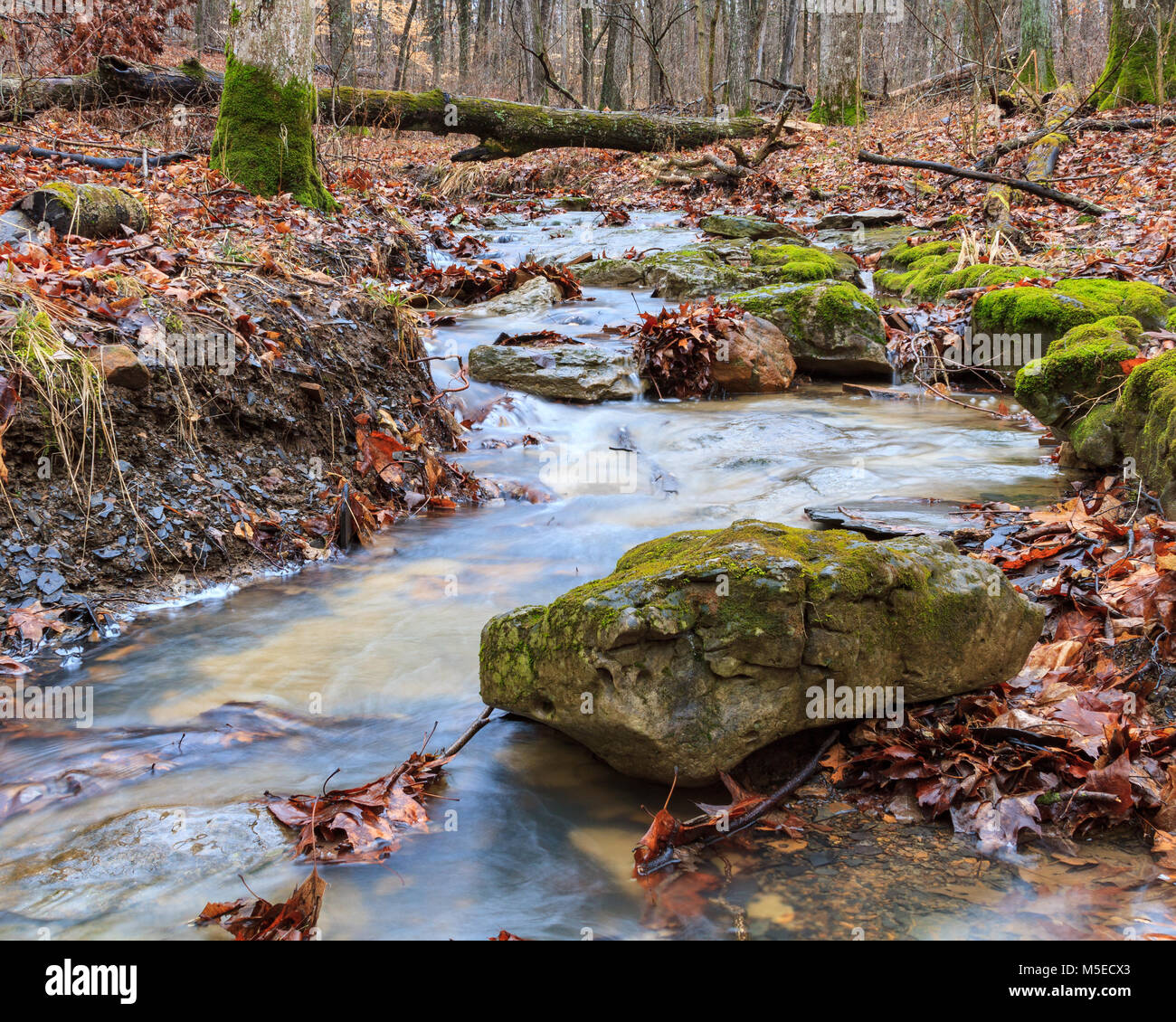 Indiana Woodland Scenes Stock Photo - Alamy