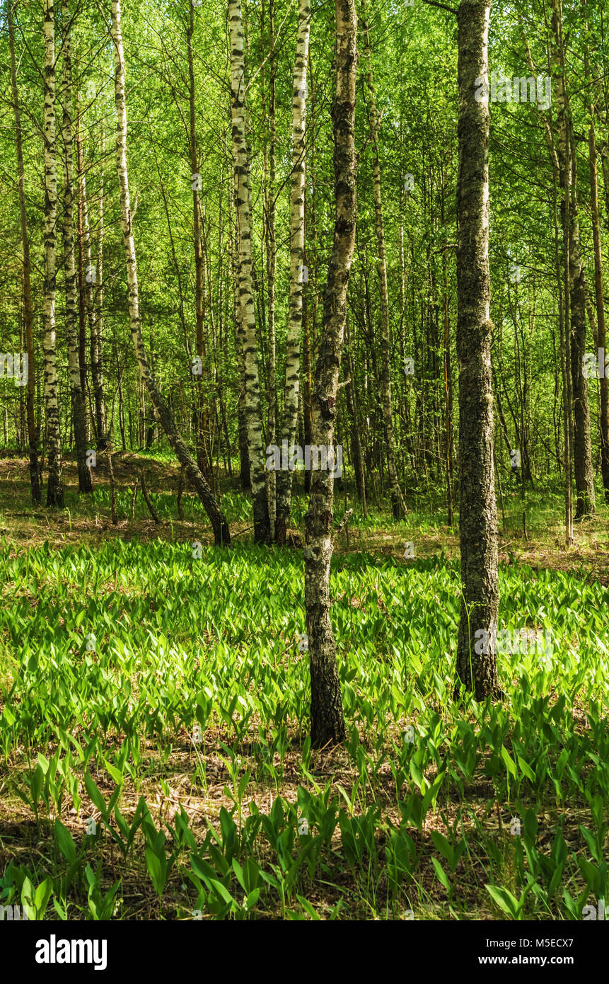 Spring forest landscape Stock Photo - Alamy
