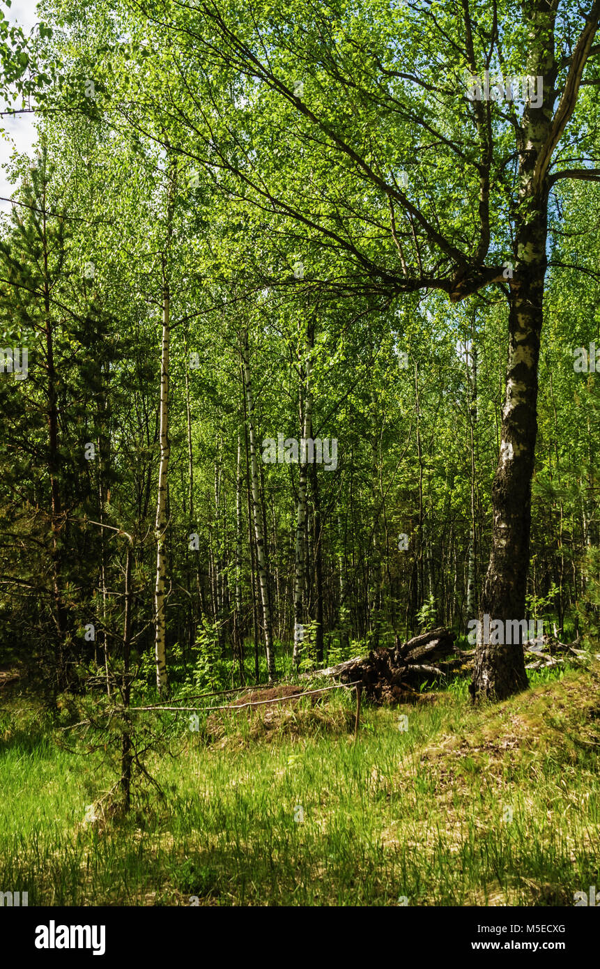 Spring forest landscape Stock Photo - Alamy