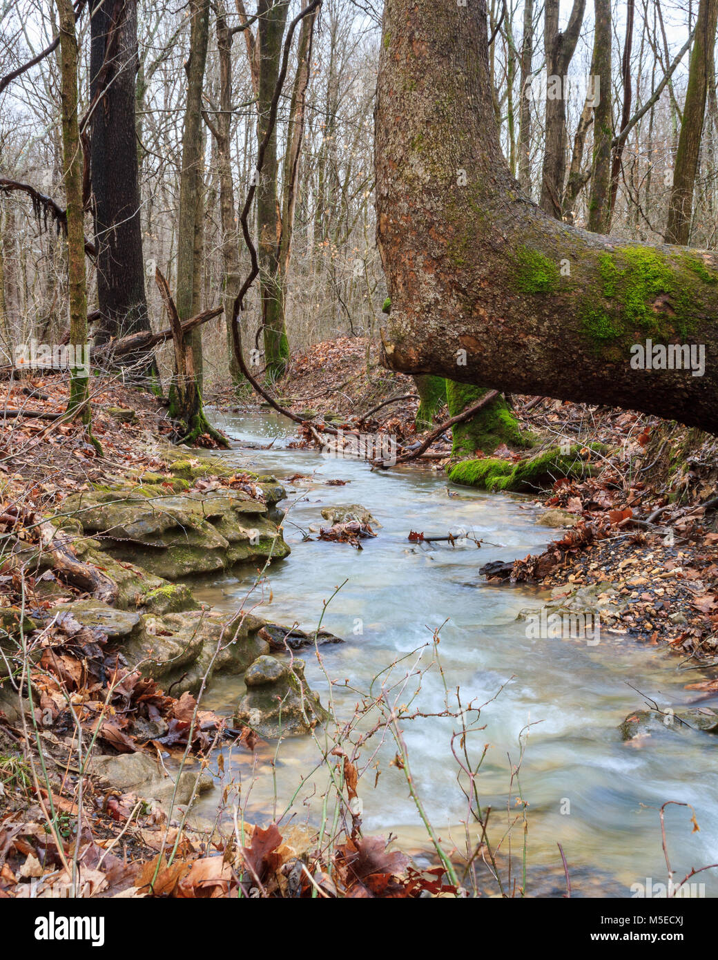 Indiana Woodland Scenes Stock Photo - Alamy