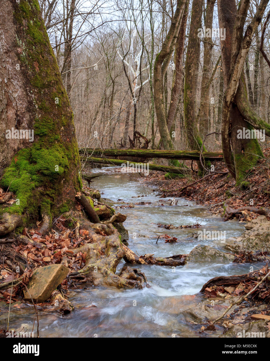 Indiana Woodland Scenes Stock Photo - Alamy