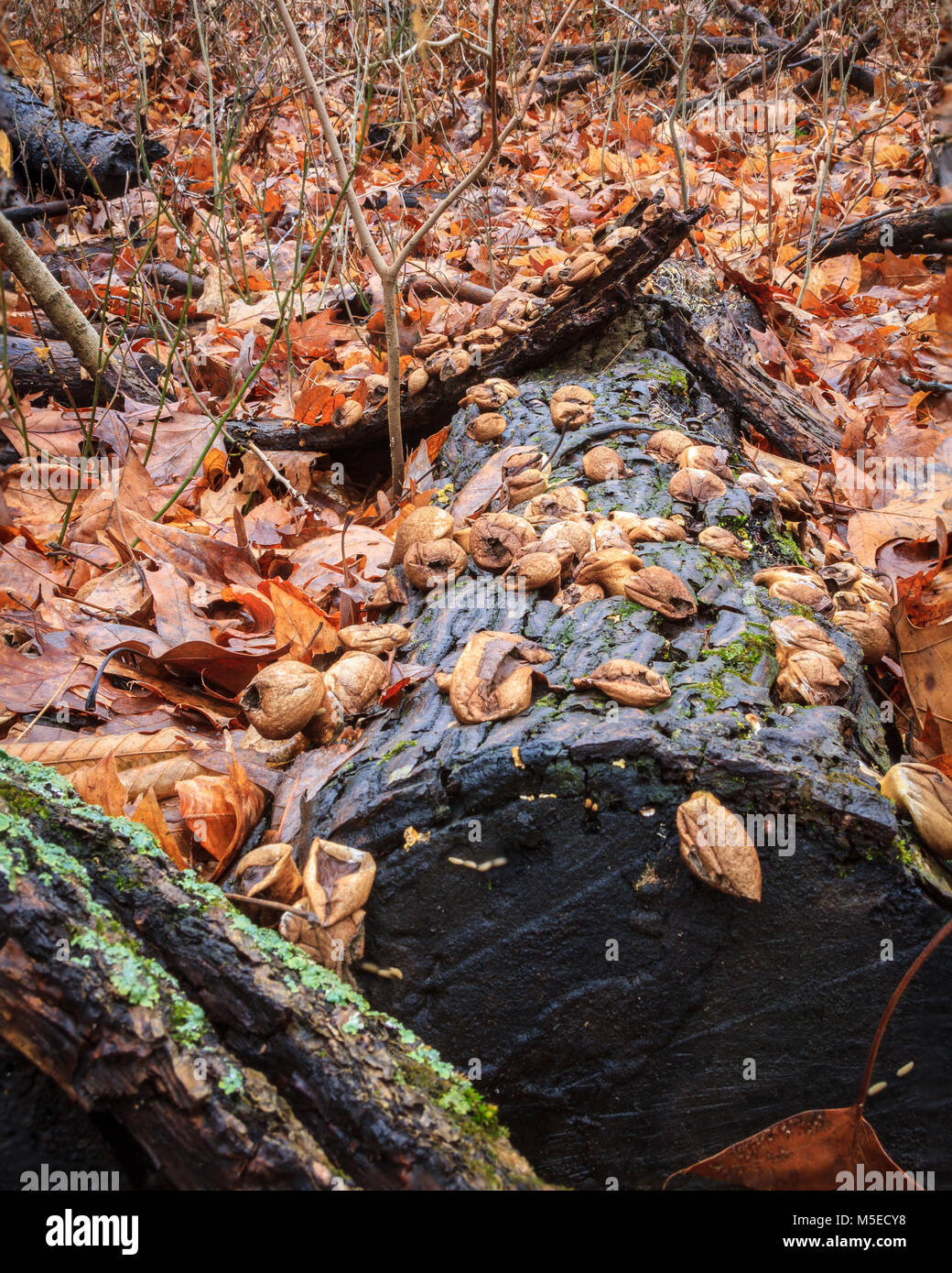 Indiana Woodland Scenes Stock Photo - Alamy