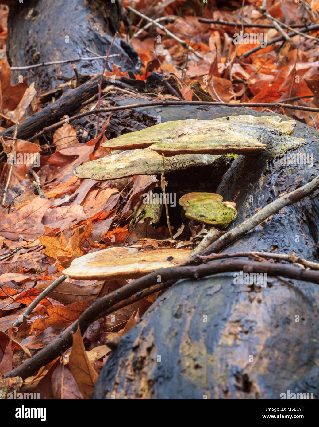 Indiana Woodland Scenes Stock Photo - Alamy
