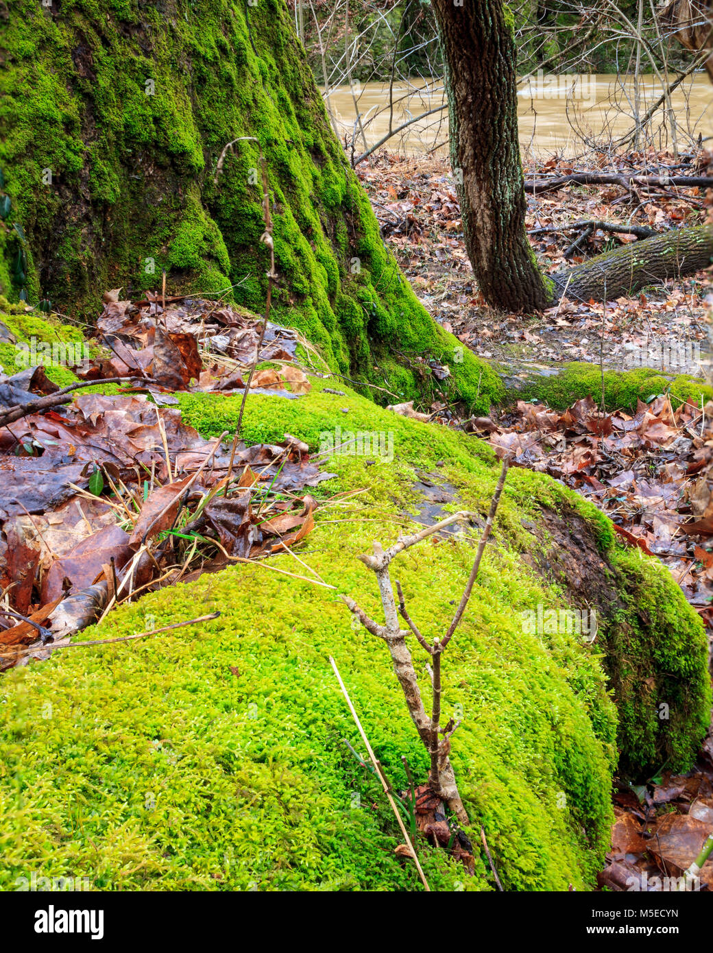 Indiana Woodland Scenes Stock Photo - Alamy