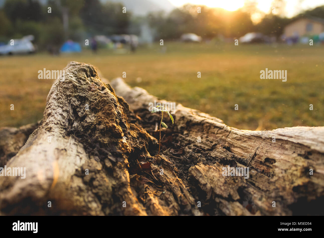 From dead log of wood Stock Photo - Alamy